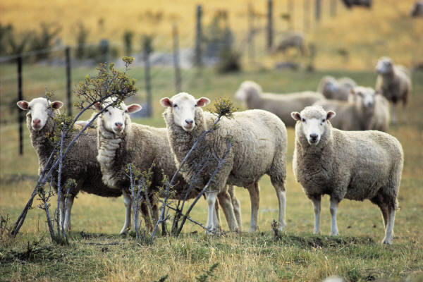 Lambs, the Sacrifice and the Scapegoat | Equip